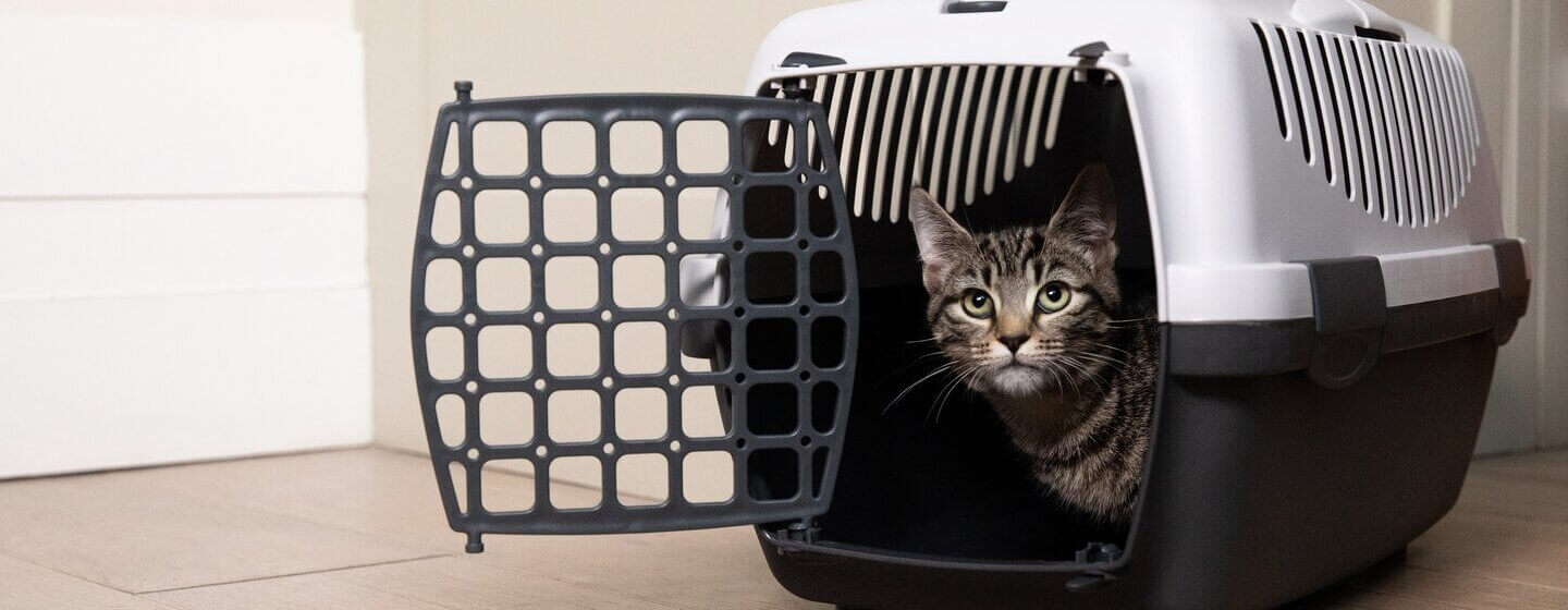 Cat travel carrier store